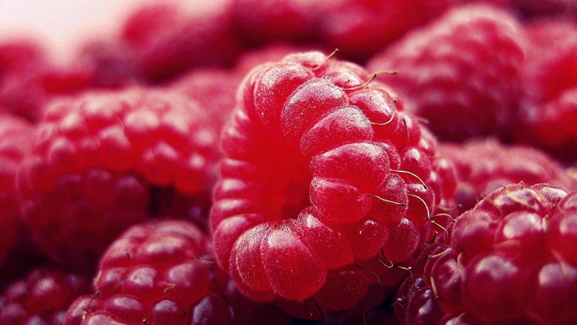 Finland has a berry good solution for treating wounds