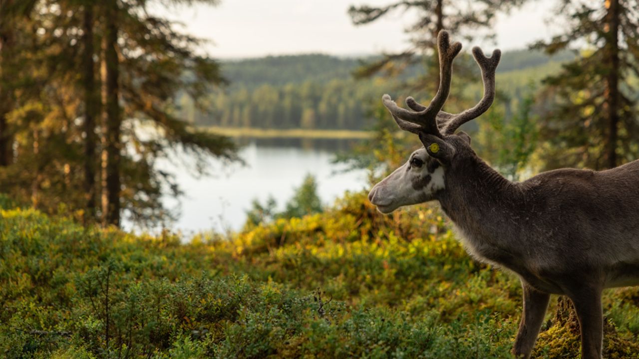 Discover Summer in Lapland with Vesku the reindeer | Visit Finland