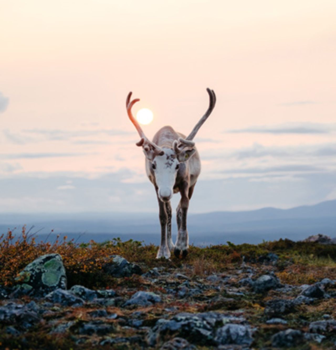 Terms and conditions of Trust the Wilderness campaign | Visit Finland