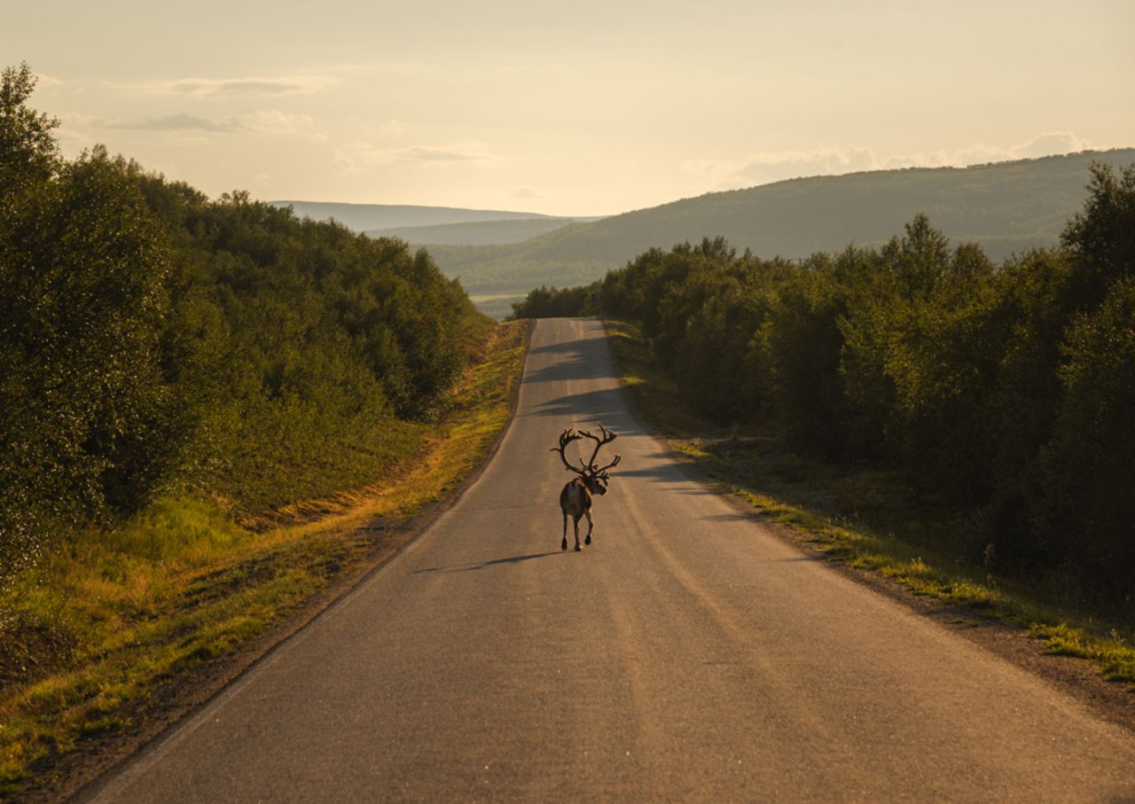 Veskus Lappland-Sommerauswahl für dich, Kulturrentdecker! | Visit Finland